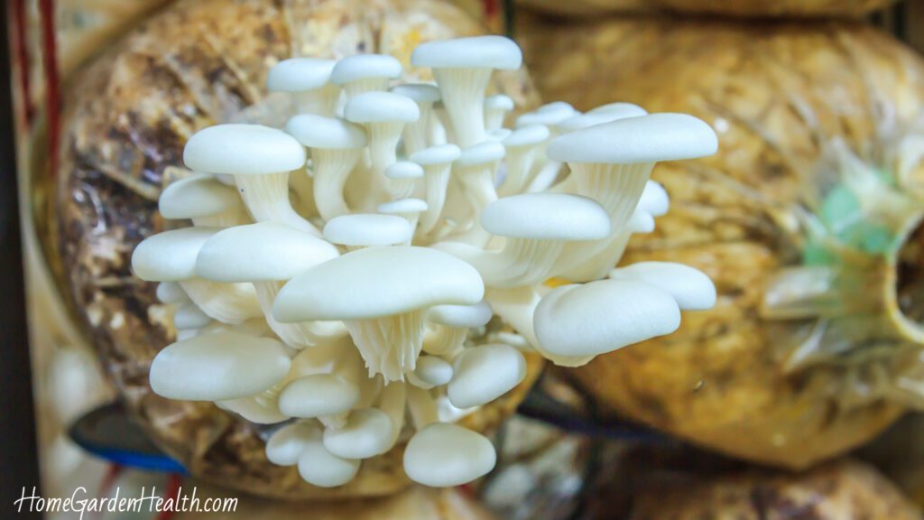 Growing Mushrooms in a Bag - Mushroom Cultivation in Bags